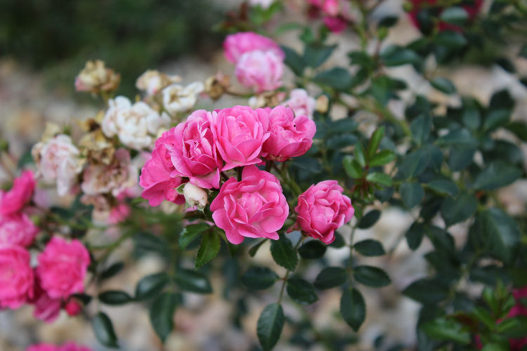 Planting Roses in Containers • Weekly Gardening Tips