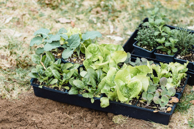 Planning a Vegetable Rotation • Weekly Gardening Tips